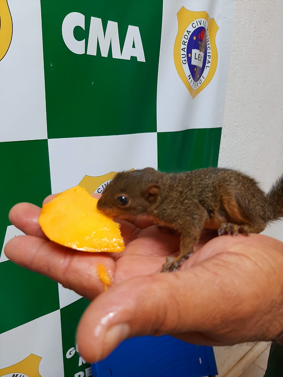 Filhote de esquilo é resgatado em Niterói - ErreJota Notícias